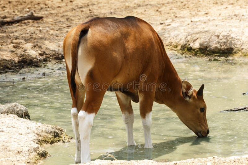 Young Banteng stock photo. Image of protection, robust - 39645988