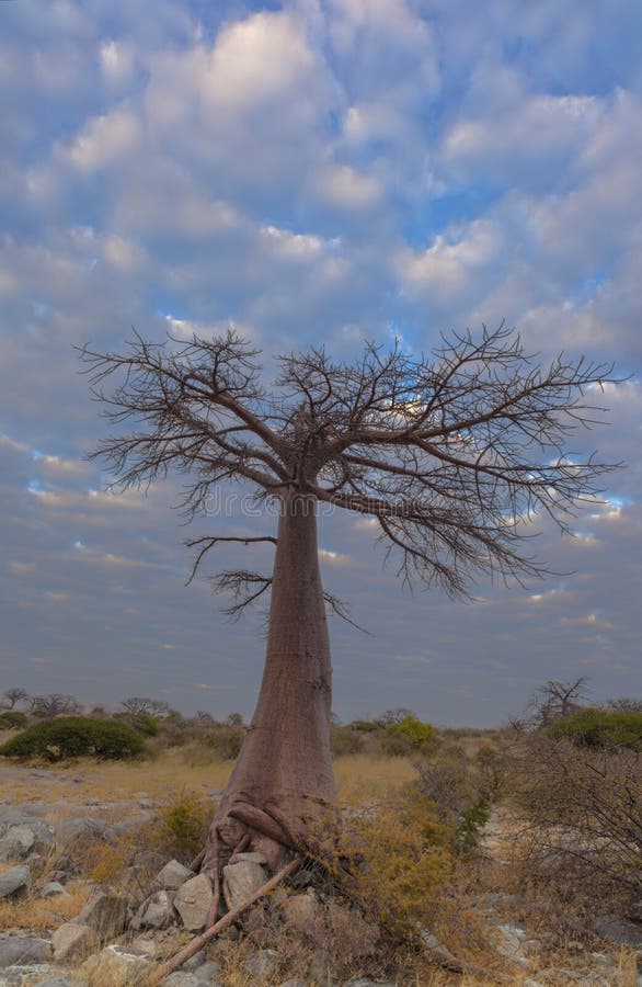 Young baobab tree stock photo. Image of island, safari - 108563468