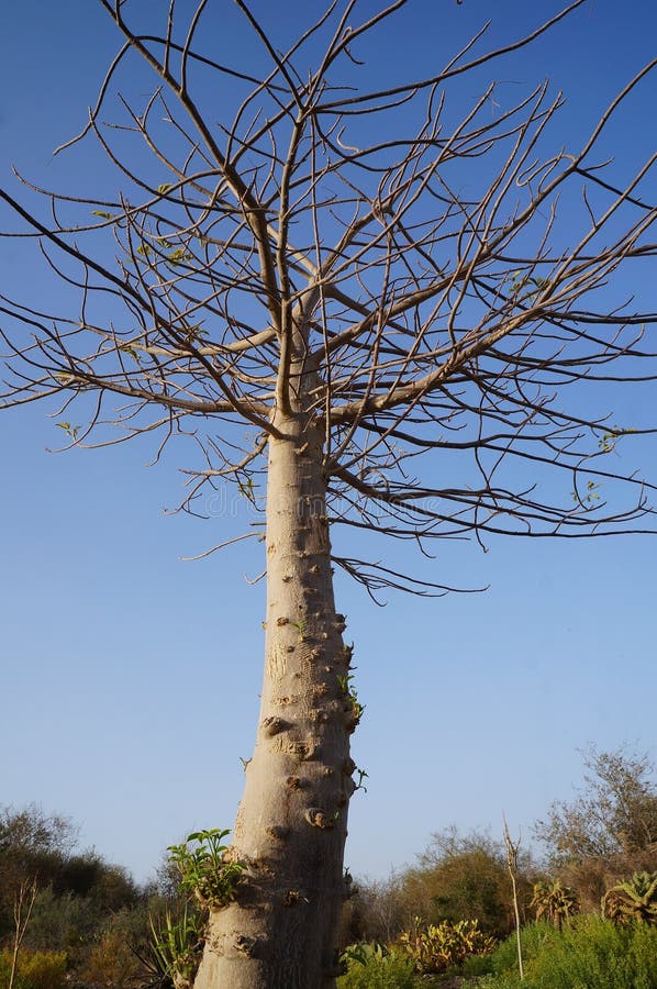 Young Baobab Tree in the Garden Stock Image - Image of namibia, beauty ...