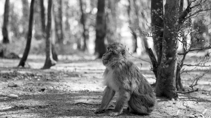 Young Barbary Ape in Front of a Tree Trunk on the Ground in Black and ...