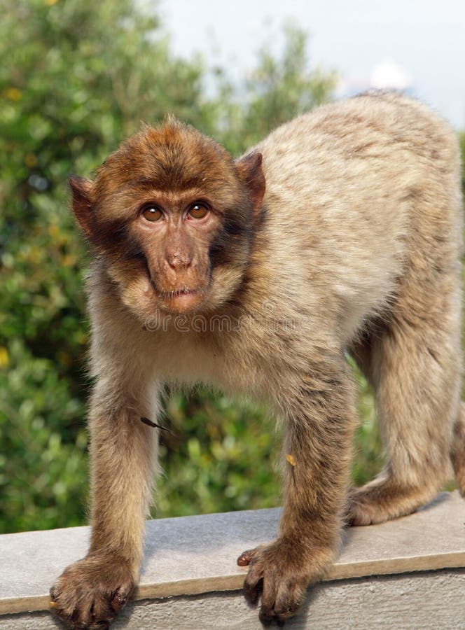 81+ Barbary macaque Free Stock Photos - StockFreeImages