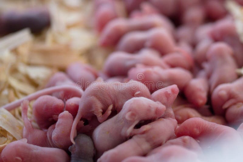 Pile of bare live mice stock photo. Image of little - 103139578