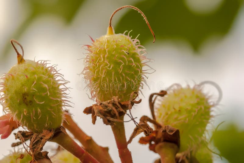Tiny Unripe Spiny Chestnut Fruits. Stock Image - Image of young, shell ...