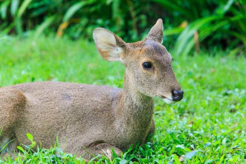 Young Bark deer stock image. Image of cute, forest, mammal - 34711713