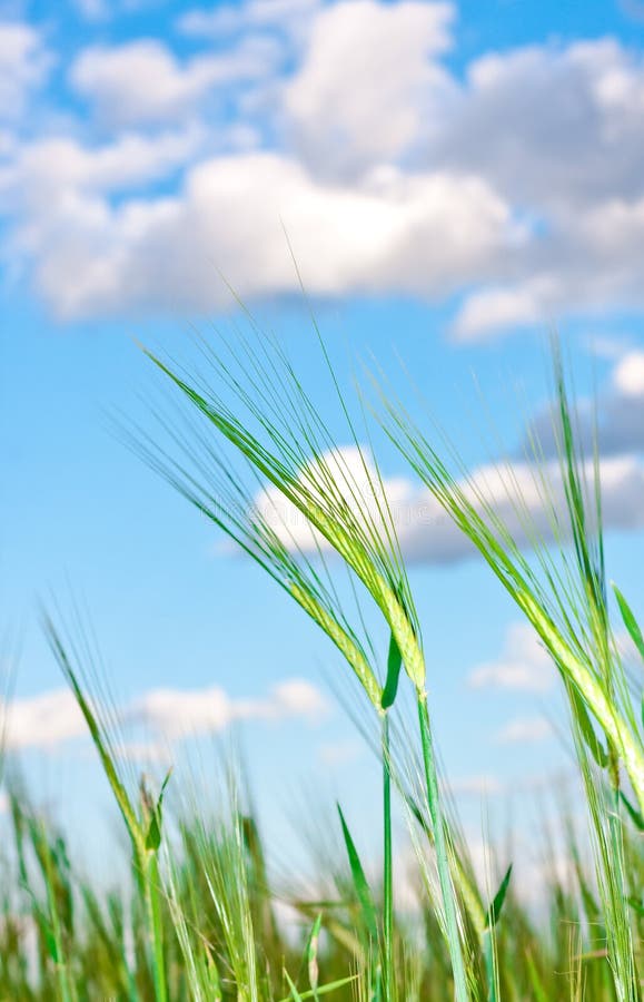 Young barley stock photo. Image of blue, cereal, harvesting - 20439876