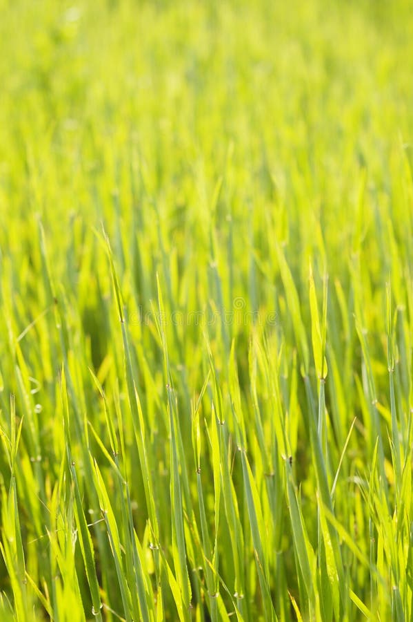 Barley background stock image. Image of straw, gold - 101608355