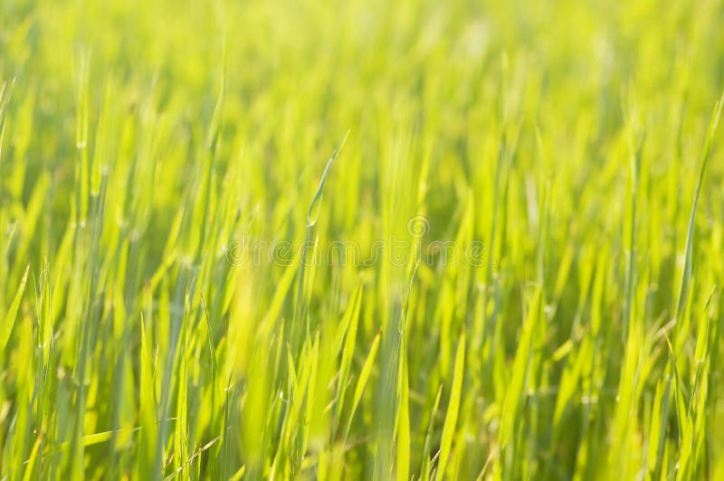 Barley background stock image. Image of cereal, countryside - 59603575