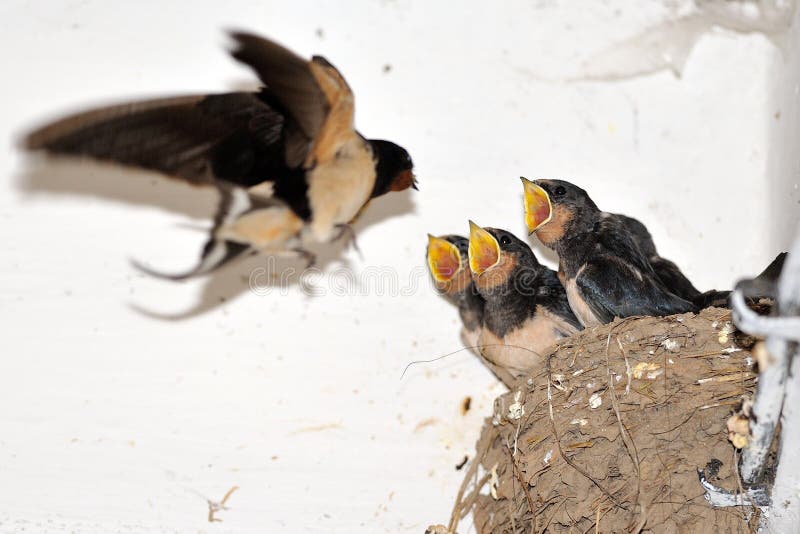 Young Barn Swallow in Nest with Open Mouth Stock Photo - Image of mouth ...