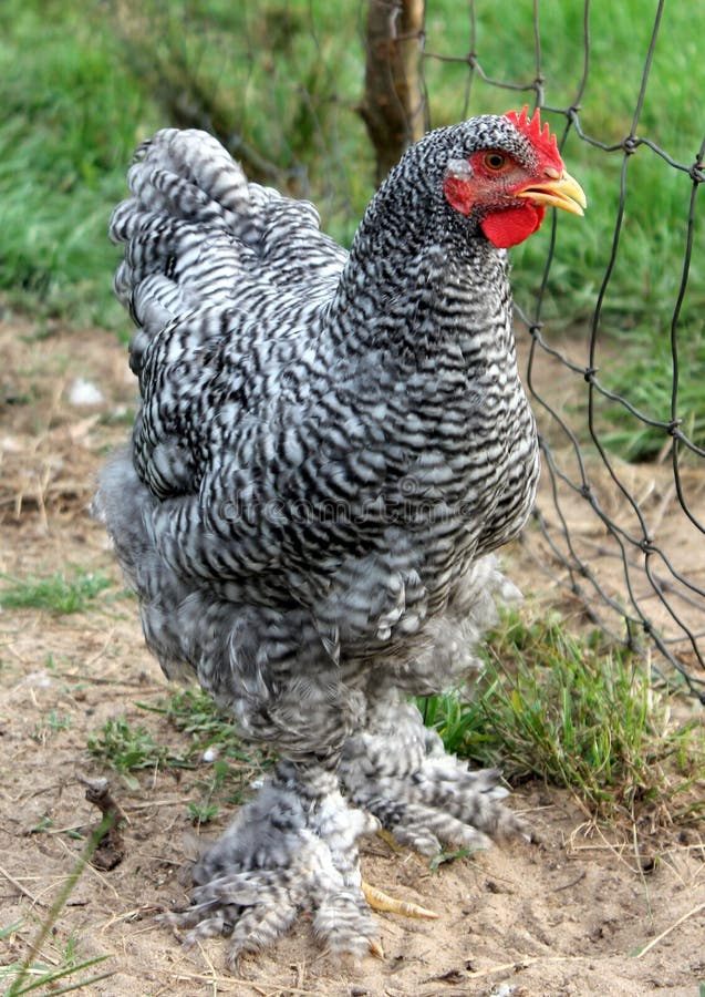 Young Barred Cochin Rooster Stock Image - Image of shepherd, livestock ...