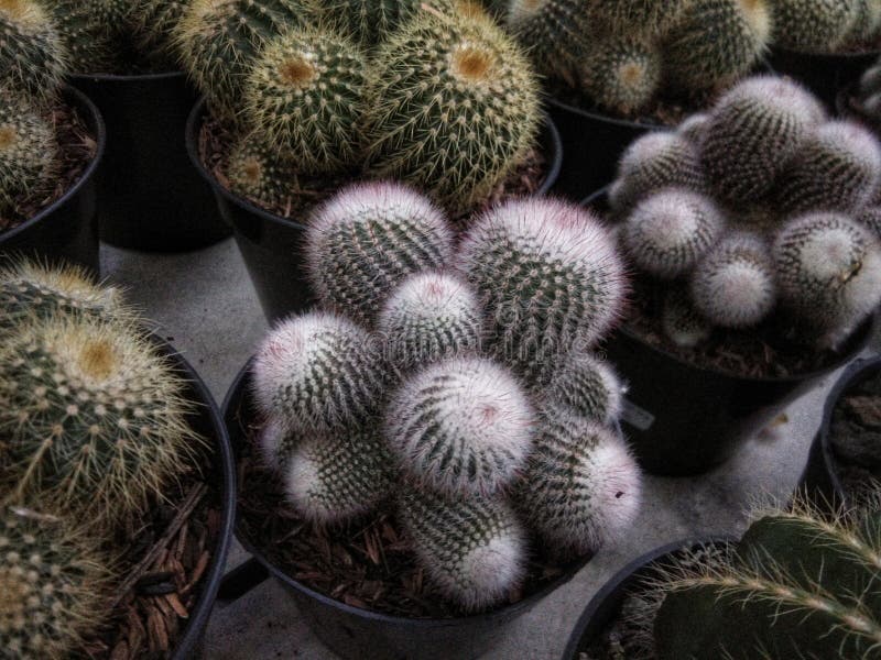 Young Barrel Cactus with Soft Spines Stock Photo - Image of wildflower ...