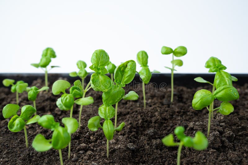 Young Basil Grows in a Greenhouse. Side View Stock Image - Image of ...