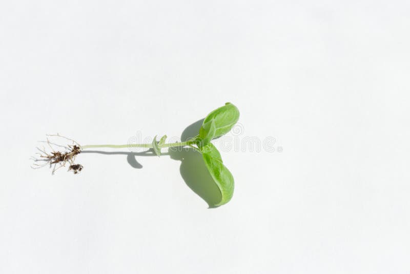 Young Basil Shoot with Green Leaves and Roots Stock Image - Image of ...