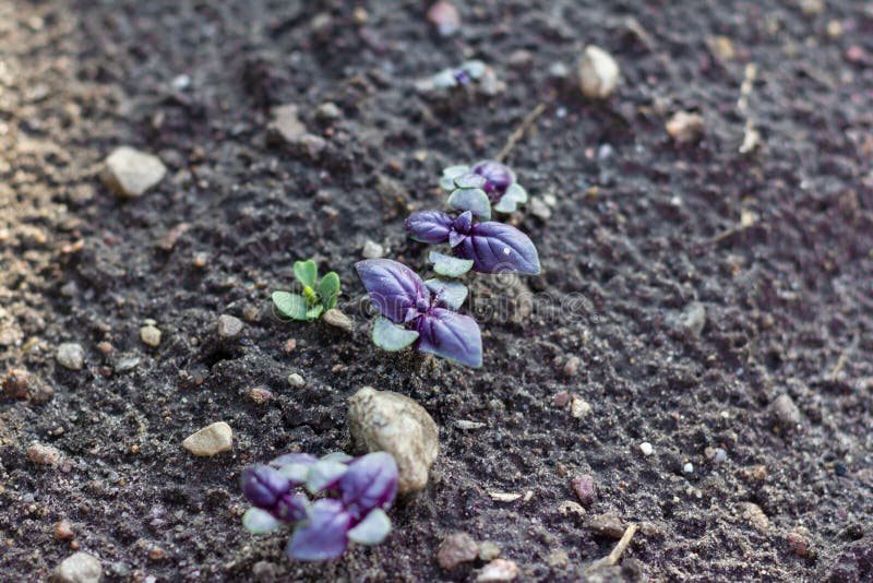 Young Basil Sprouts Sprouted in the Garden. Ecologically Clean Plants ...