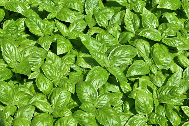 Young Basil in Sun stock image. Image of basil, herbal - 221028745