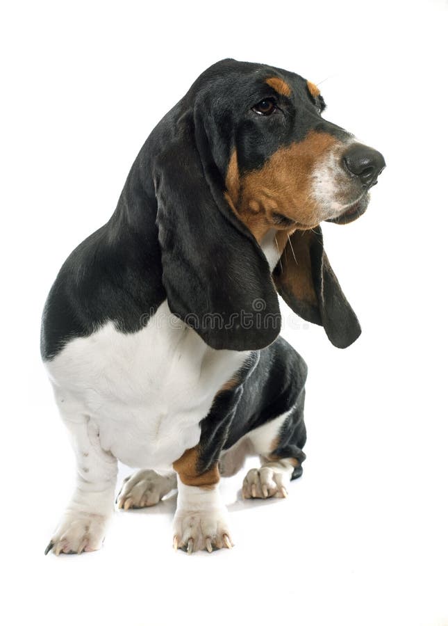 Young Basset Hound stock image. Image of glasses, background - 62148213