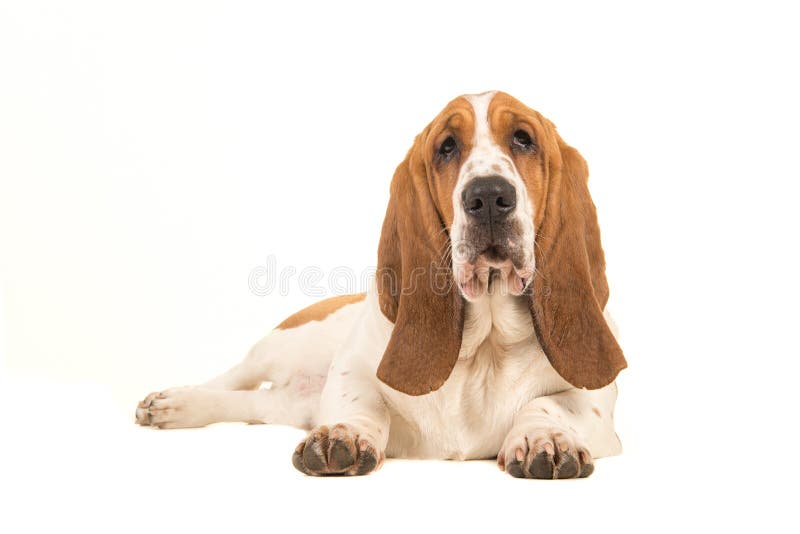 183 Basset Hound Side View Stock Photos - Free & Royalty-Free Stock ...