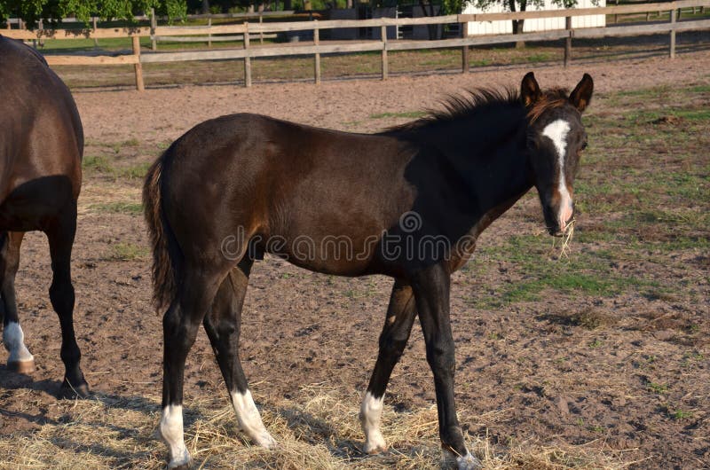 Young bay colt stock photo. Image of innocent, horse - 51546132