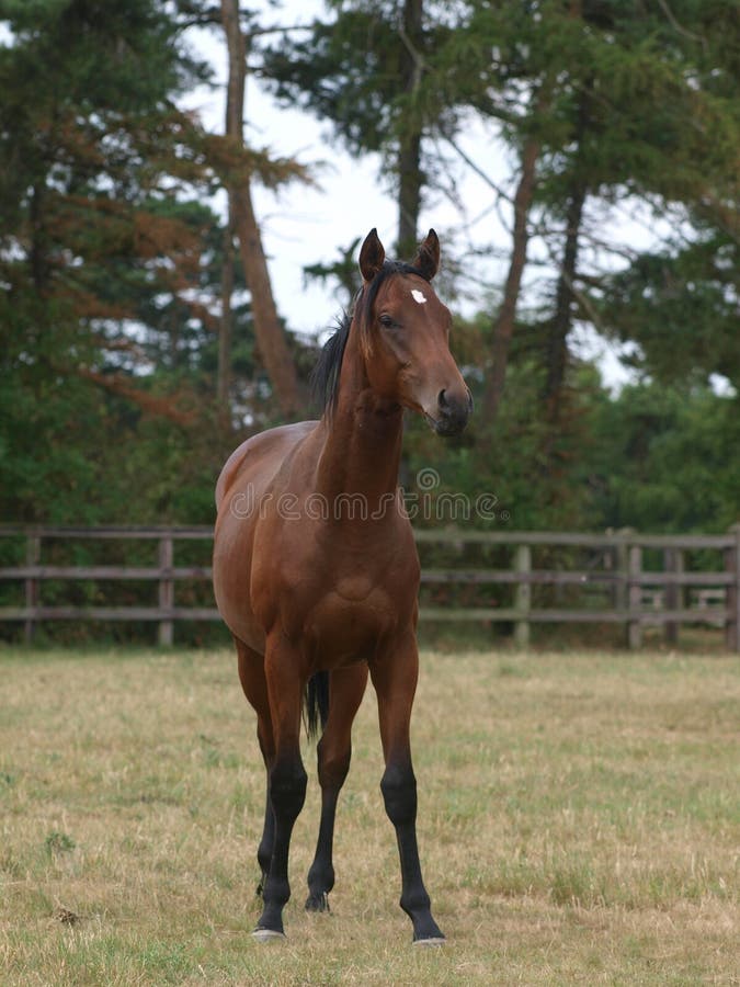 Thoroughbred Yearling stock photo. Image of equine, cute - 24331796