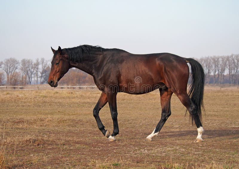The Young Bay Stallion Going at a Walk on the Field Stock Photo - Image ...
