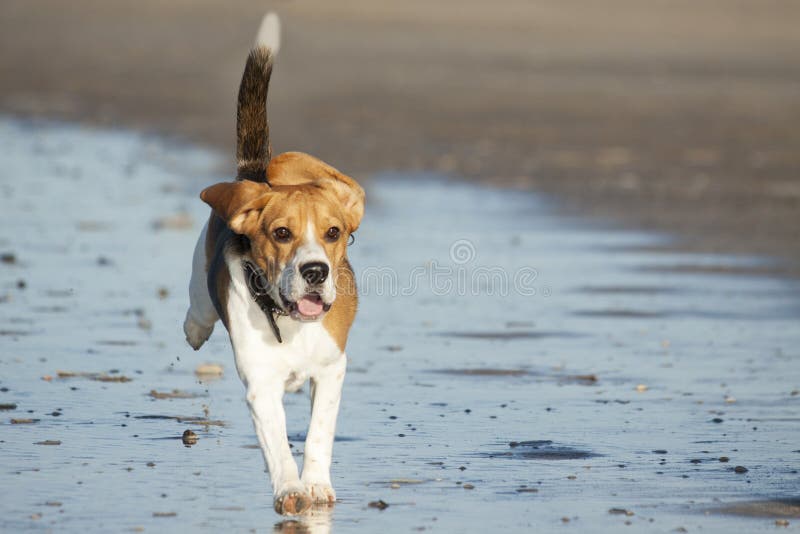 Beagle puppy stock image. Image of affection, black, friend - 2270913