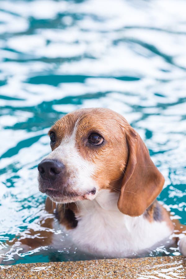 Young Beagle Dog Playing Toy in the Swimming Pool Stock Photo - Image ...