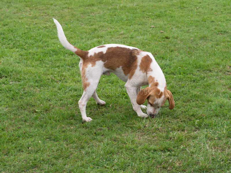 Young Beagle Dog Sniffing the Ground, Tracking. Stock Image - Image of ...