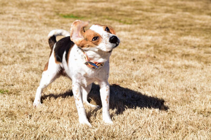 Young Beagle Flapping Its Ears Stock Photo - Image of animal, breed ...