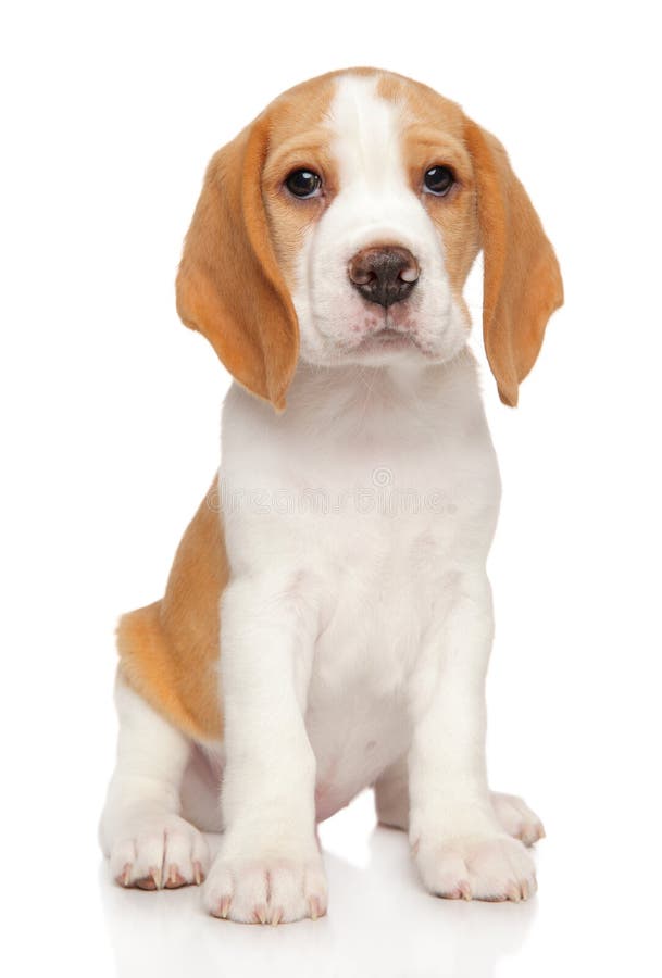 Young Beagle Puppy on a White Background Stock Photo - Image of themes ...
