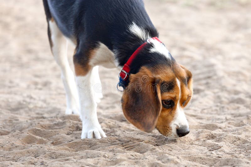 Young Beagle stock photo. Image of smelling, scent, candid - 101960680
