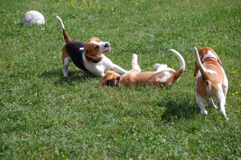 Young beagles playing stock photo. Image of meadow, game - 28660002