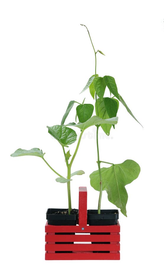 Young bean tree stock photo. Image of garden, asia, fresh - 31906756