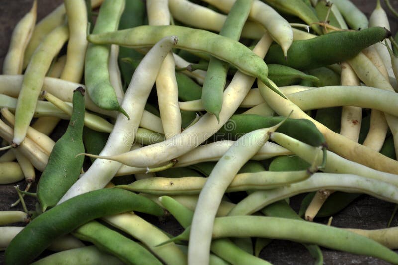Young beans in the pod stock image. Image of green, food - 76669637