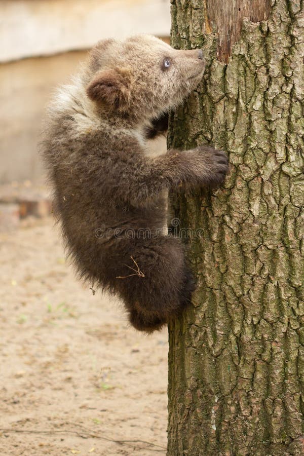 Young Bear in Forest on Tree, Wildlife Park, Canyon Stock Photo - Image ...