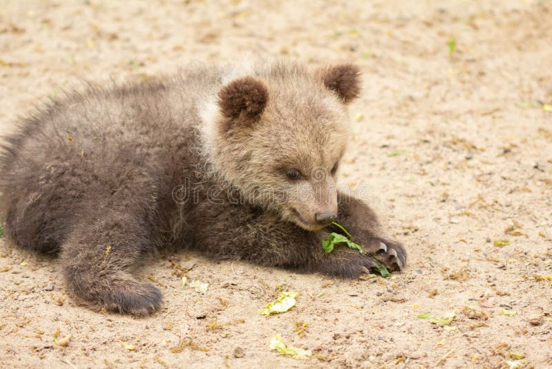 Young Bear in Forest on Tree, Wildlife Park, Cute Stock Image - Image ...
