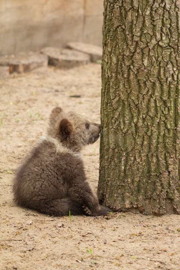 Young Bear in Forest on Tree, Wildlife Park, Wood Stock Image - Image ...
