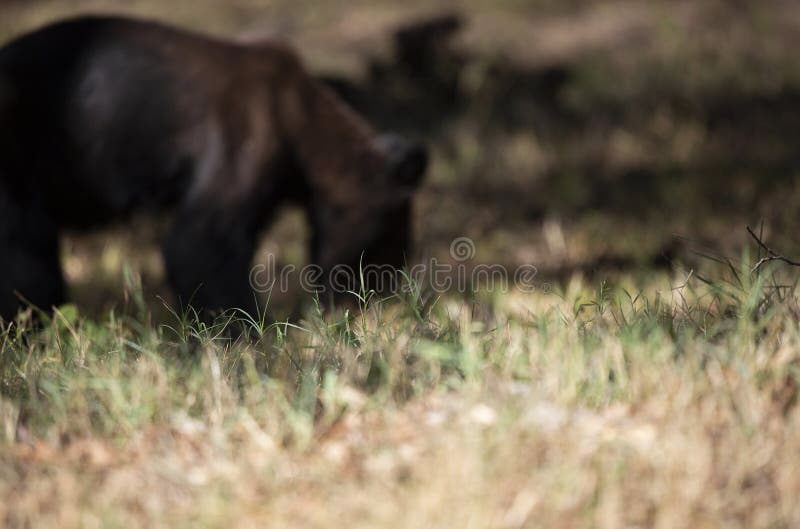 171 Black Bear Yearling Stock Photos - Free & Royalty-Free Stock Photos ...