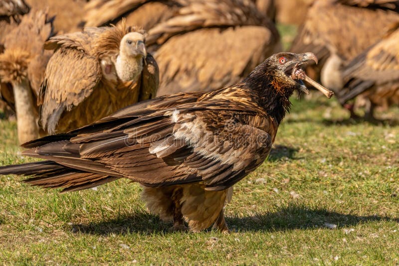 1,650 Vulture Eating Stock Photos - Free & Royalty-Free Stock Photos ...