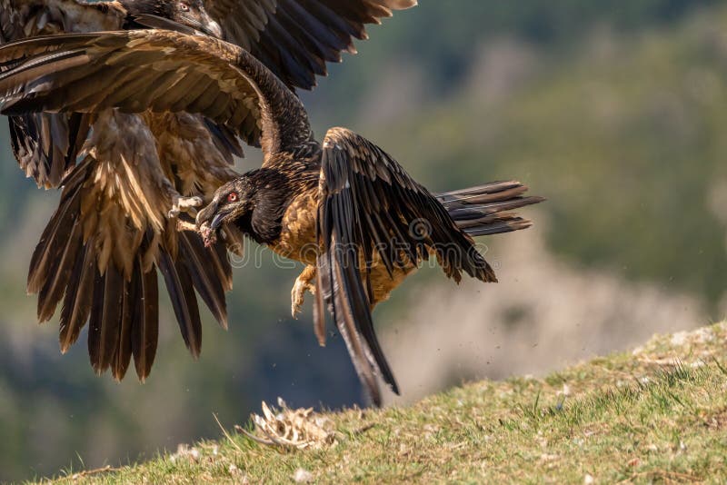 Young Bearded Vulture Fighting Stock Image - Image of bone, distance ...
