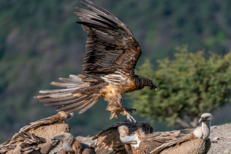 Young Bearded Vulture Landing Stock Photo - Image of blue, flying ...