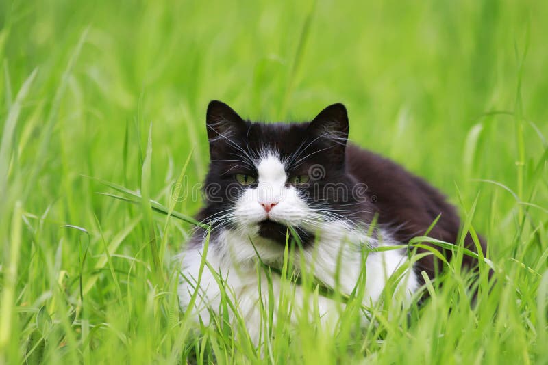 Map Cat Spring Stock Photos - Free & Royalty-Free Stock Photos from ...