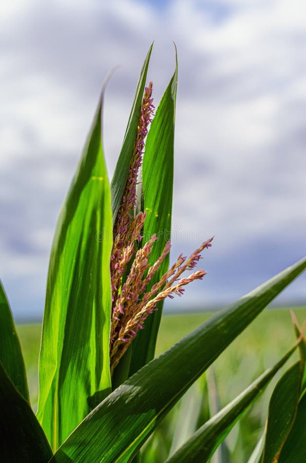 Young and Beautiful Corn on a Background of Blue Sky. Stock Image ...