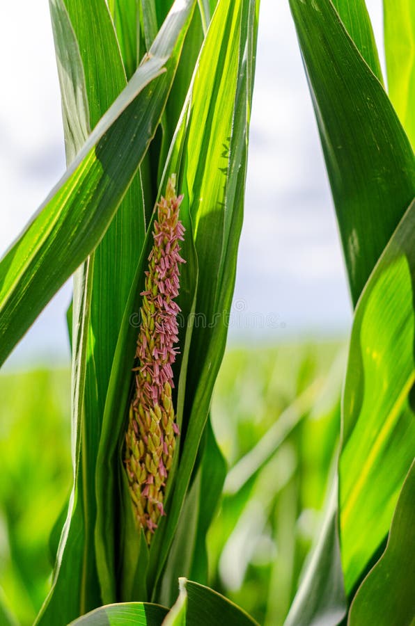 Young and Beautiful Corn on a Background of Blue Sky. Stock Photo ...