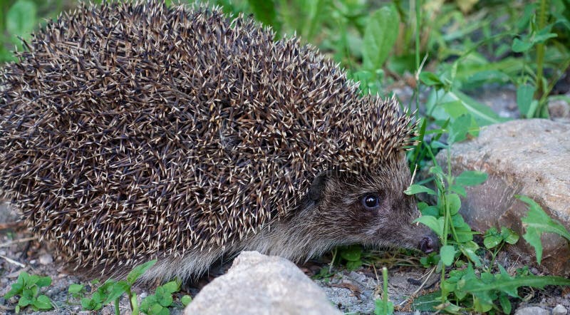 Hedgehog habitat in wood stock image. Image of lair, branch - 61581351
