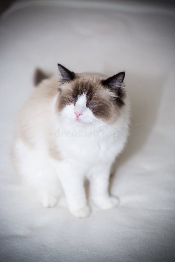 Purebred ragdoll kitten stock photo. Image of isolated - 81615222
