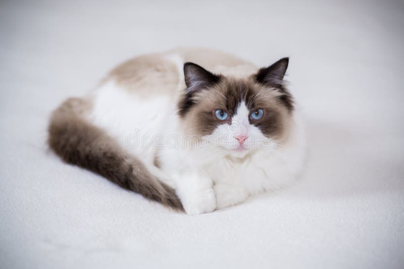 Young Beautiful Purebred Ragdoll Cat at Home Stock Image - Image of ...