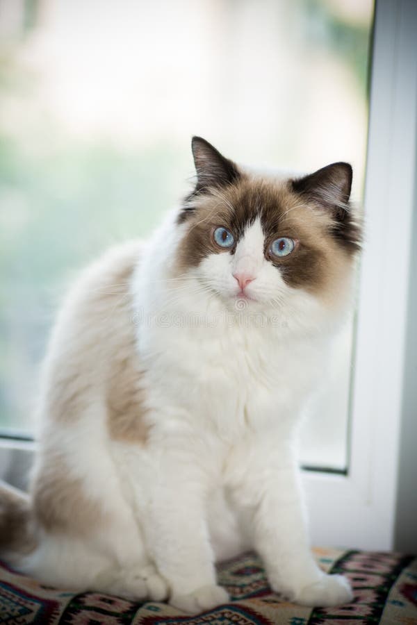 Young Beautiful Purebred Ragdoll Cat at Home Stock Photo - Image of ...
