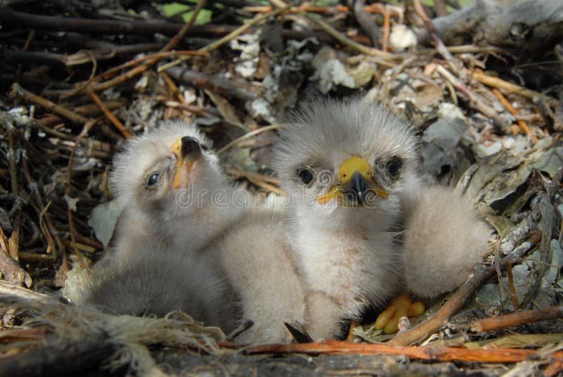 Young White-tailed Eagle Chicks in the Nest Stock Photo - Image of cubs ...