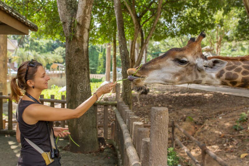 Young Woman Feeding a Giraffe at the Zoo. Stock Photo - Image of ...