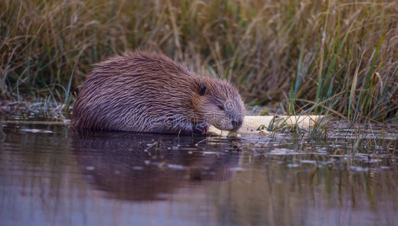 Young Beaver Chewing on Branch Stock Photo - Image of rodent, north ...