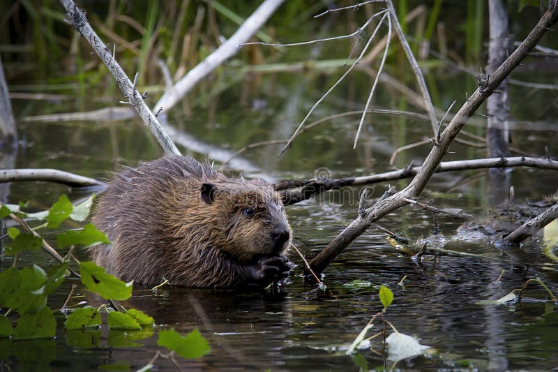 Young beaver stock photo. Image of semiaquatic, forest - 75405234